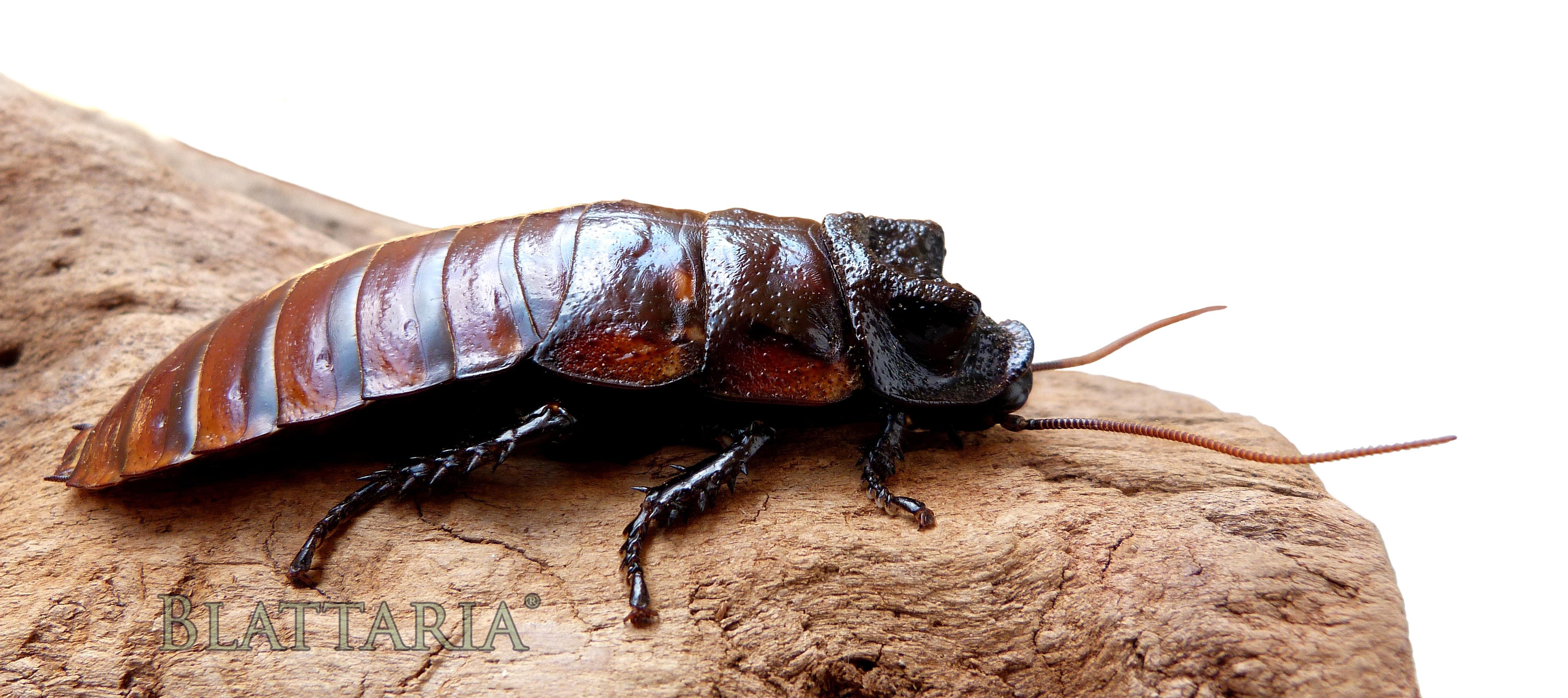 BLATTARIA | Blattes de collection