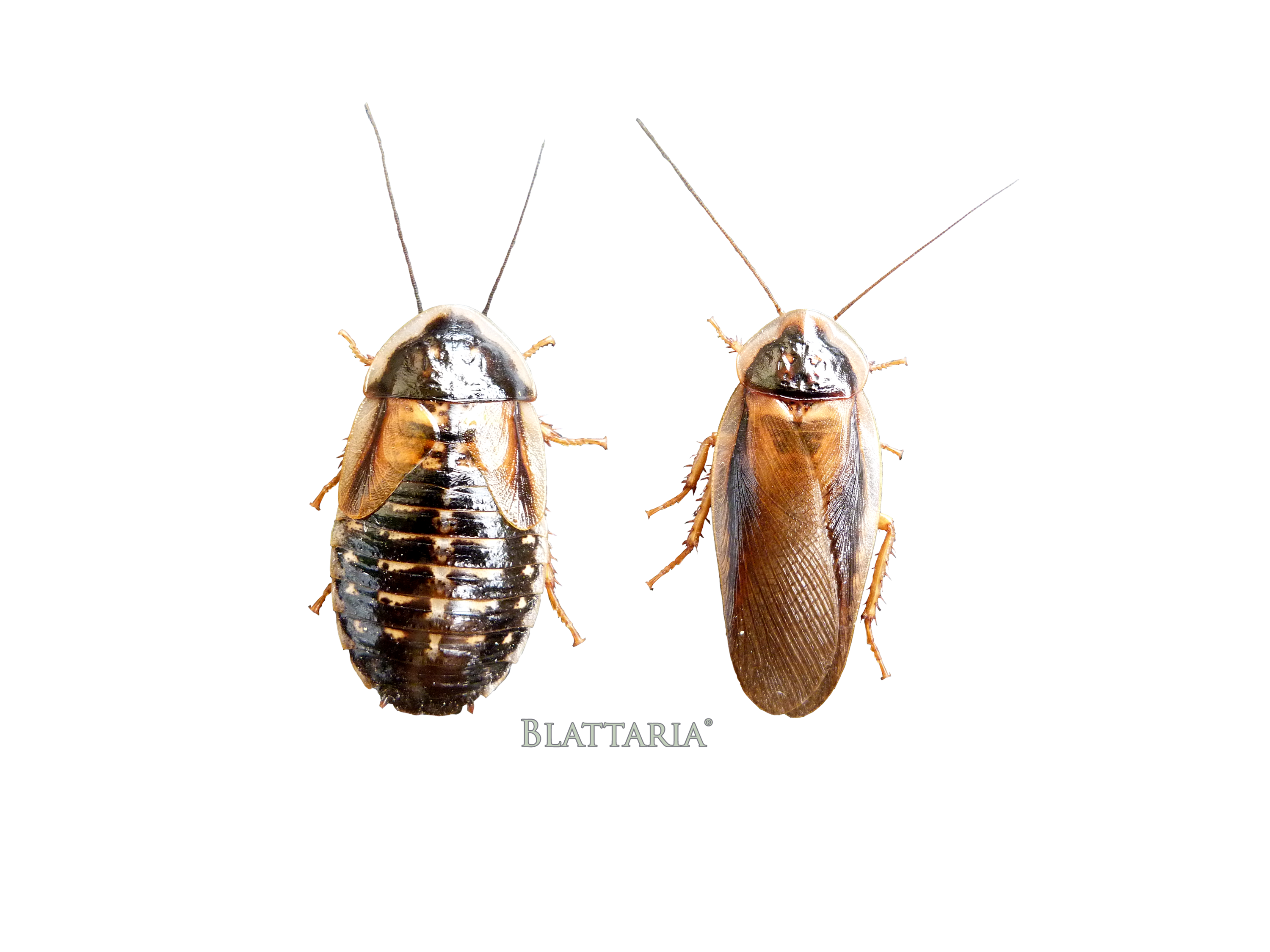 BLATTARIA | Blaptica dubia