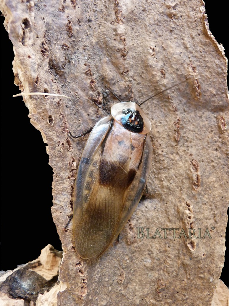 BLATTARIA – Alimentation pour reptiles et arachnides