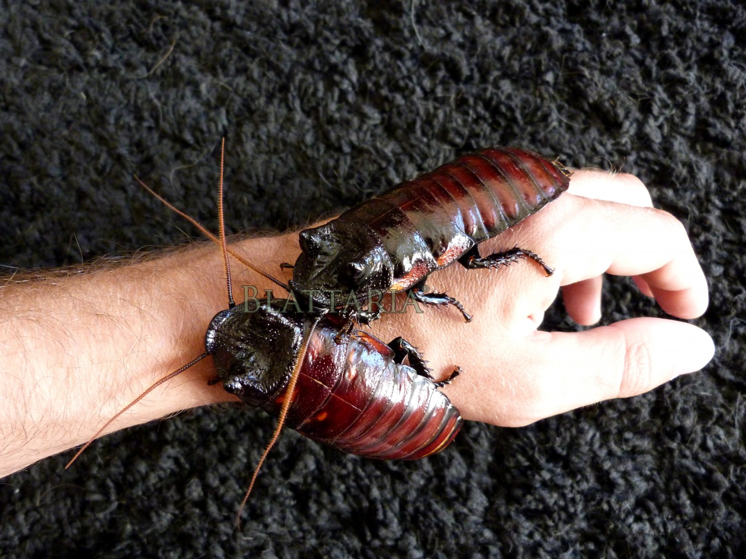 Blattes de collection – BLATTARIA